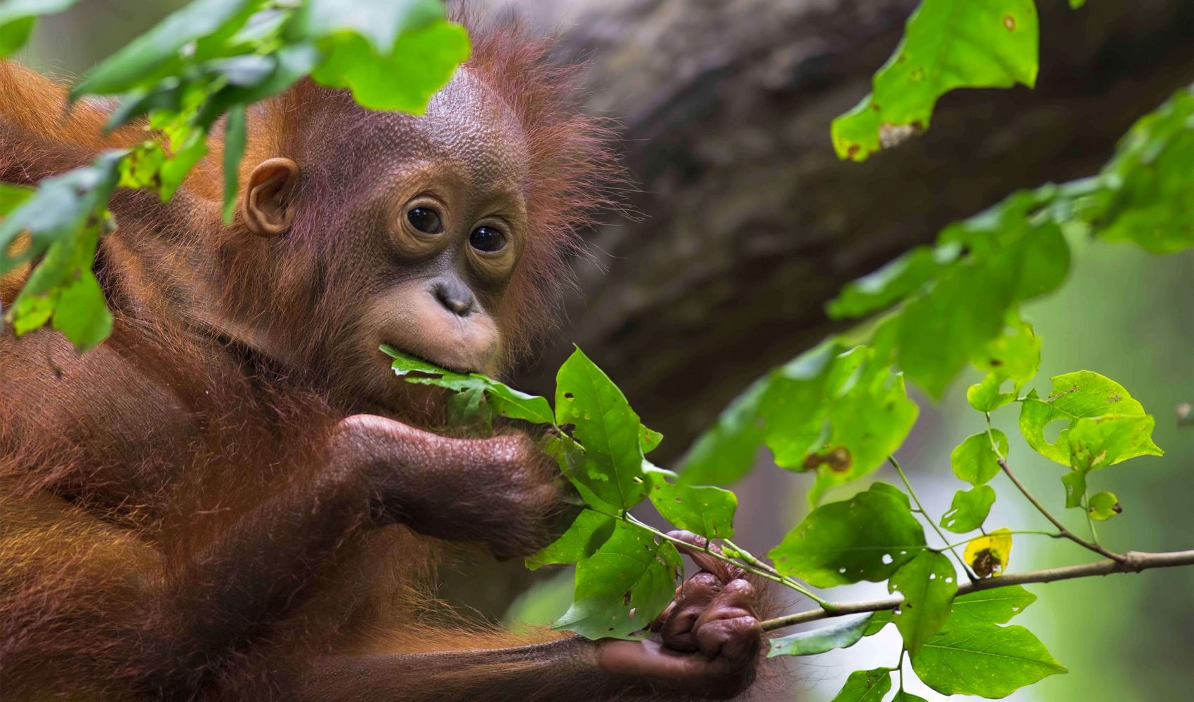 Borneo International Award Silver Expedition - Camps International UAE