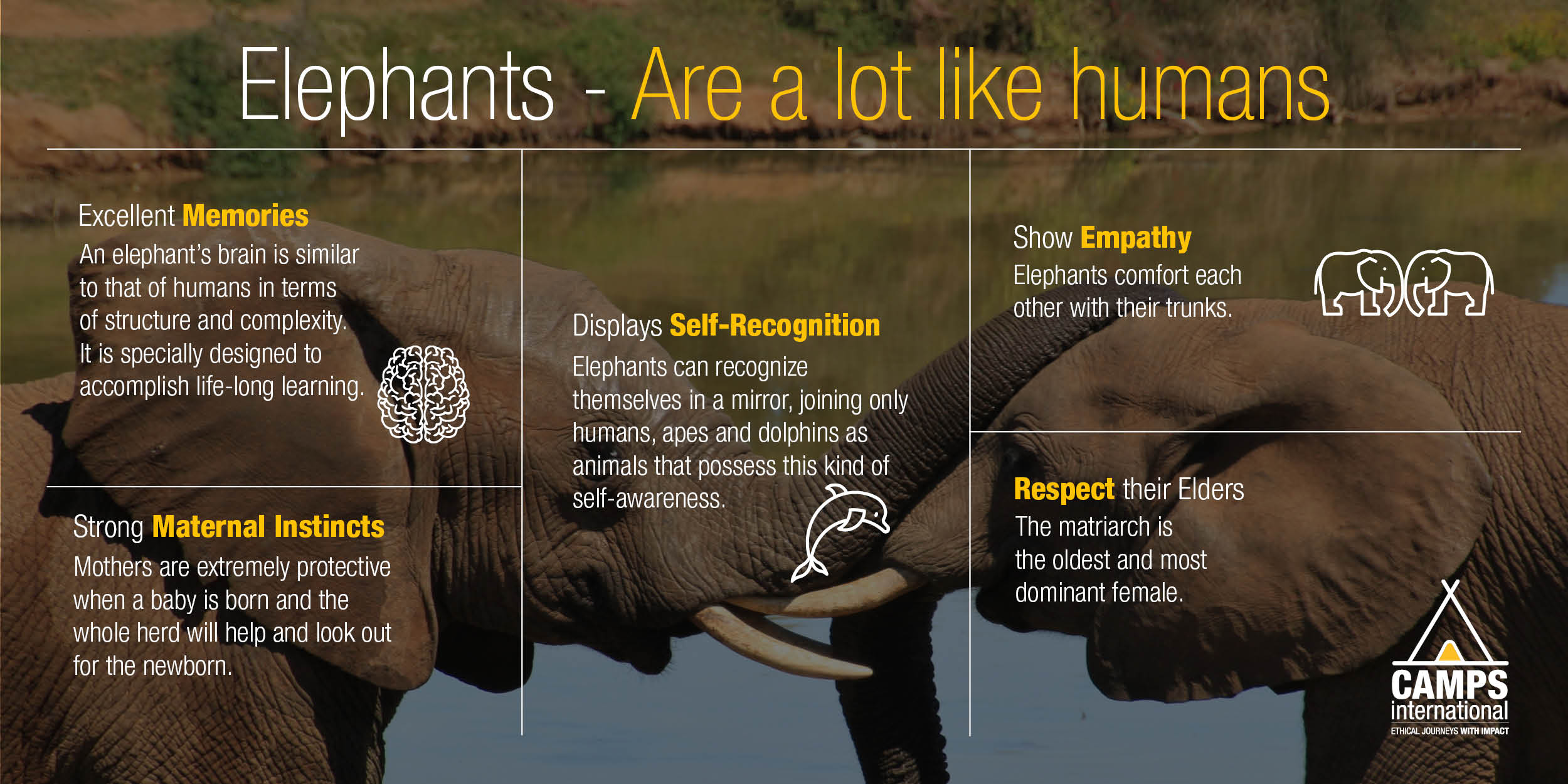 Majestic Gentle Giants – The Elephant | Camps International