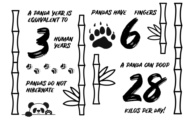 China's lovely giant panda - Camps International UAE